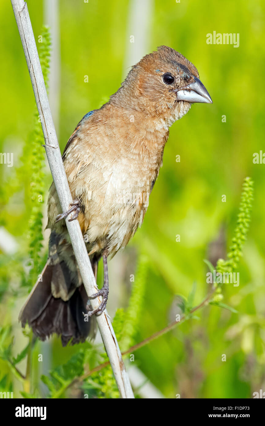 Juvenile Blue Grosbeak