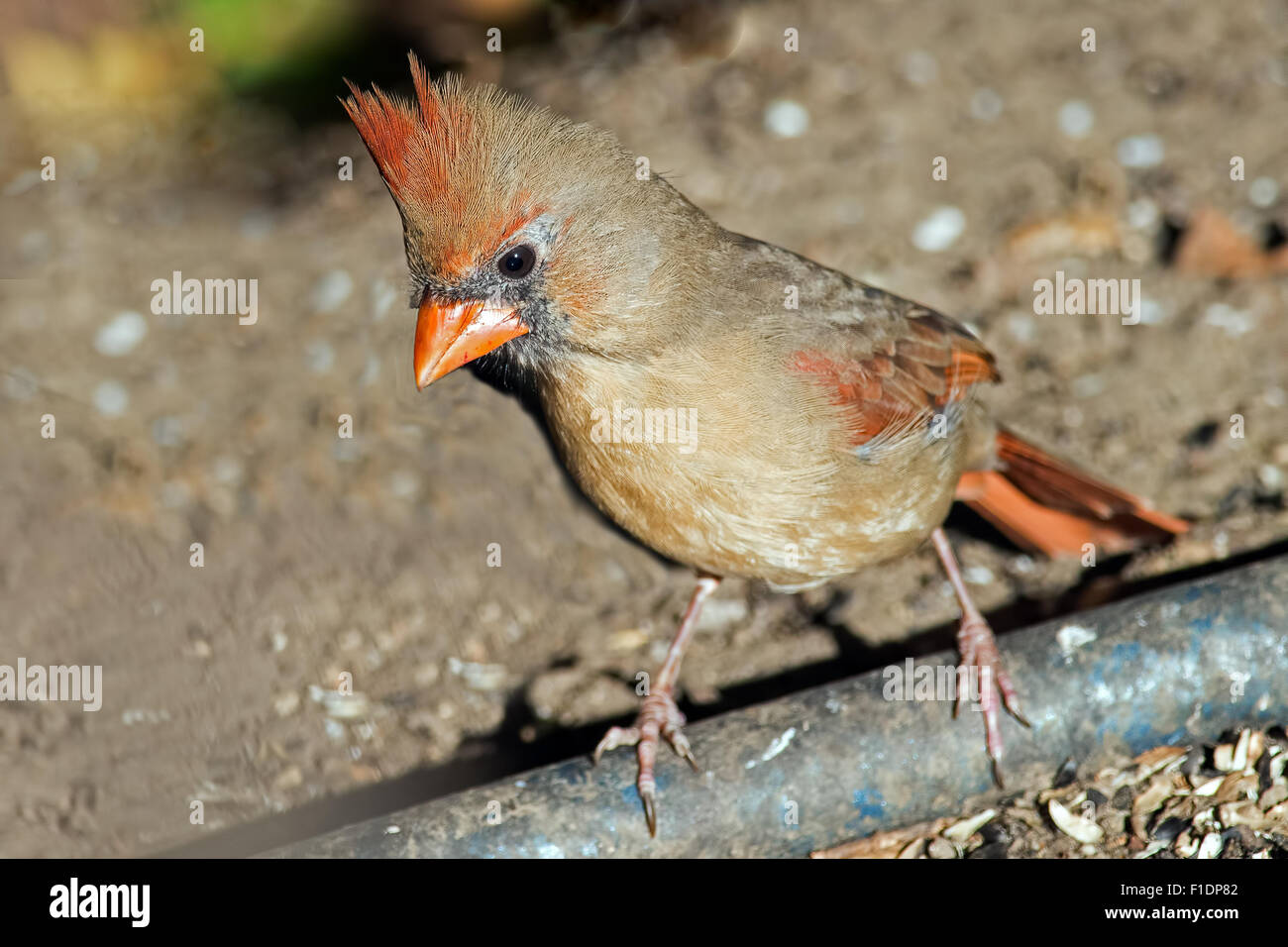 Female Northern Cardinal Ground Feeding Stock Photo - Alamy
