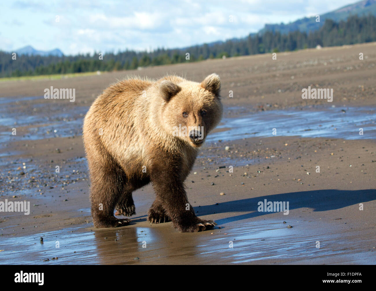Second Year Grizzly Cub on Beach Stock Photo - Alamy