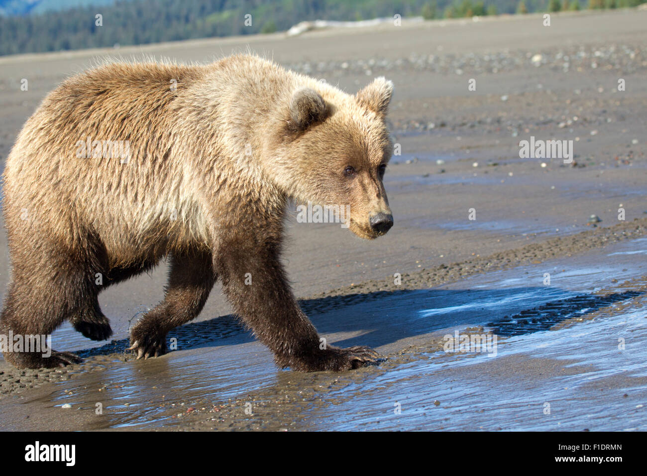Second Year Alaska Brown Bear Cub on Beach Stock Photo - Alamy