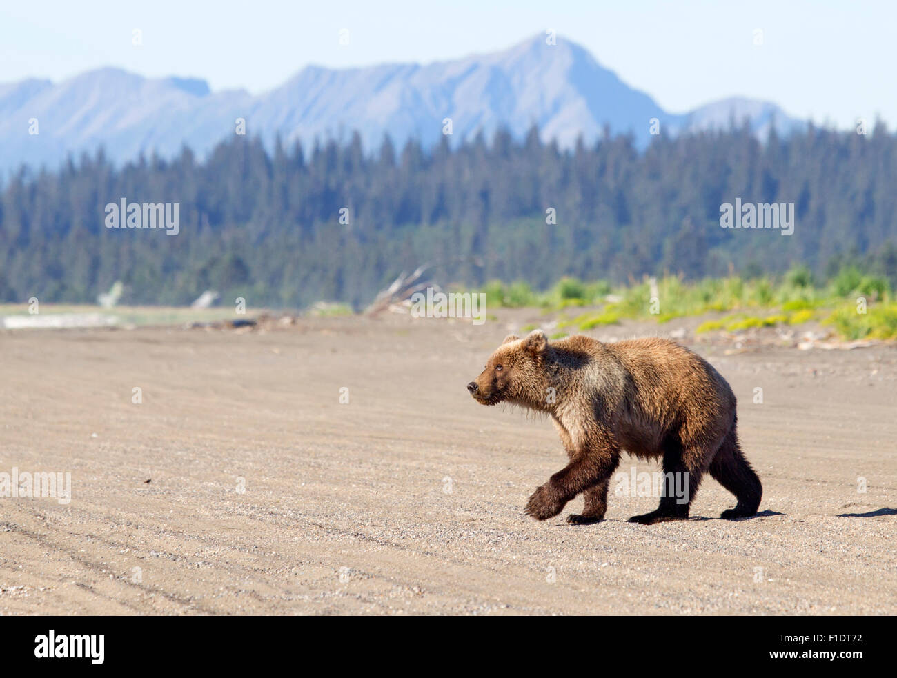 Second year brown bear cub walking on beach hi-res stock photography ...