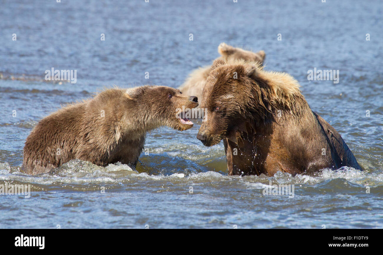 Bear growling hi-res stock photography and images - Alamy