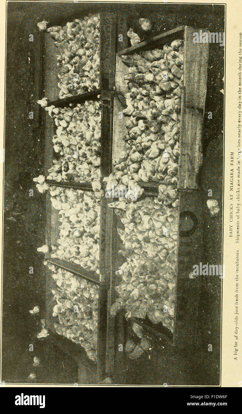 The *Curtiss Poultry Book* (1910) outlines the successful poultry ...