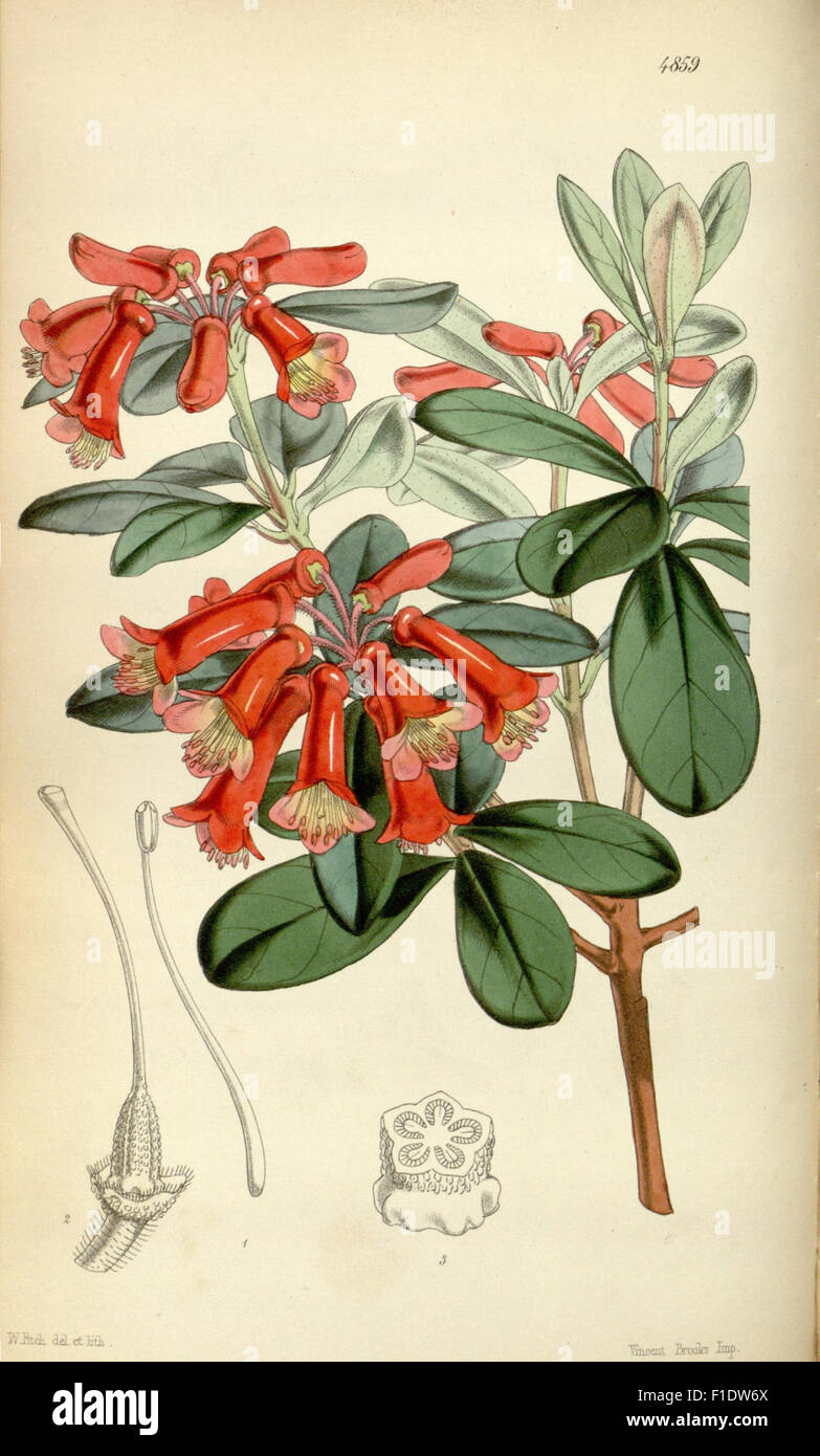 Curtis's Botanical Magazine, established in the early 19th century ...