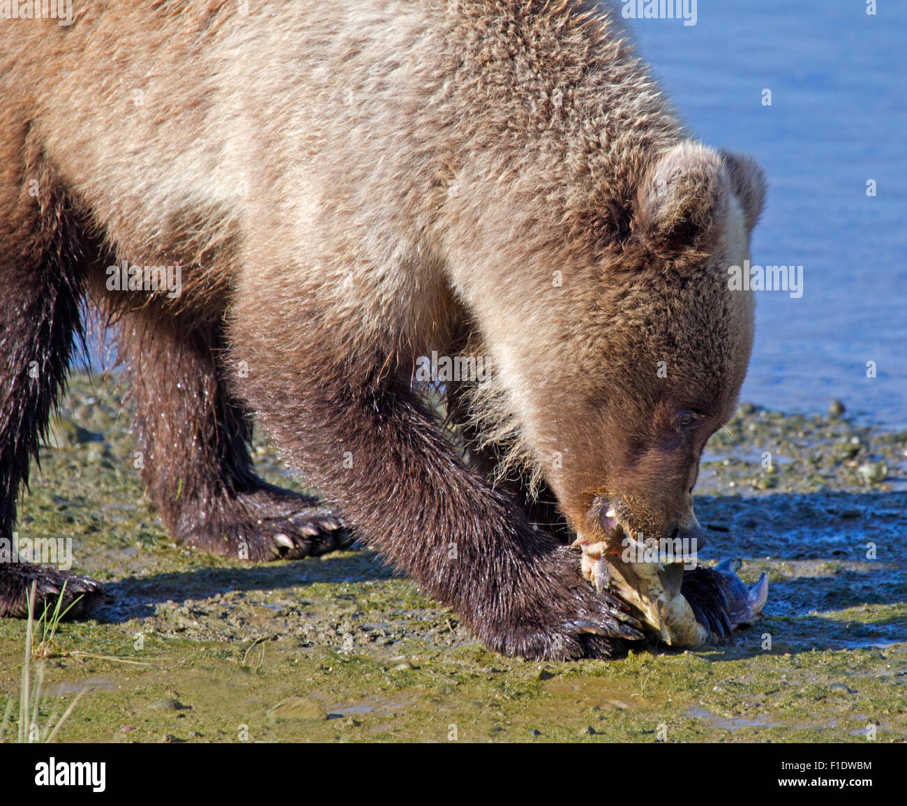 Second Year Grizzly Cub Eating a Fish Stock Photo - Alamy