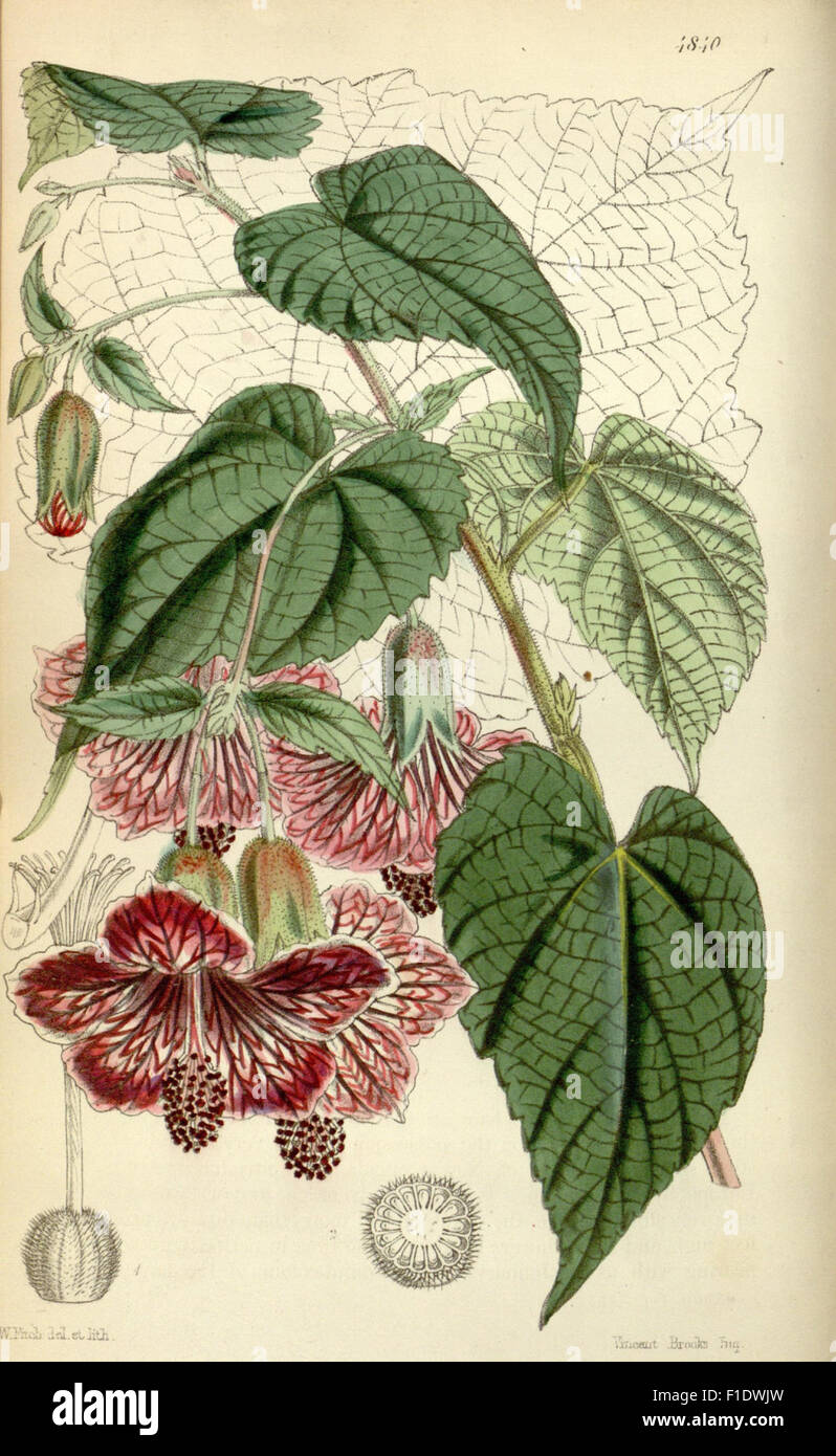 Curtis's botanical magazine Stock Photo - Alamy