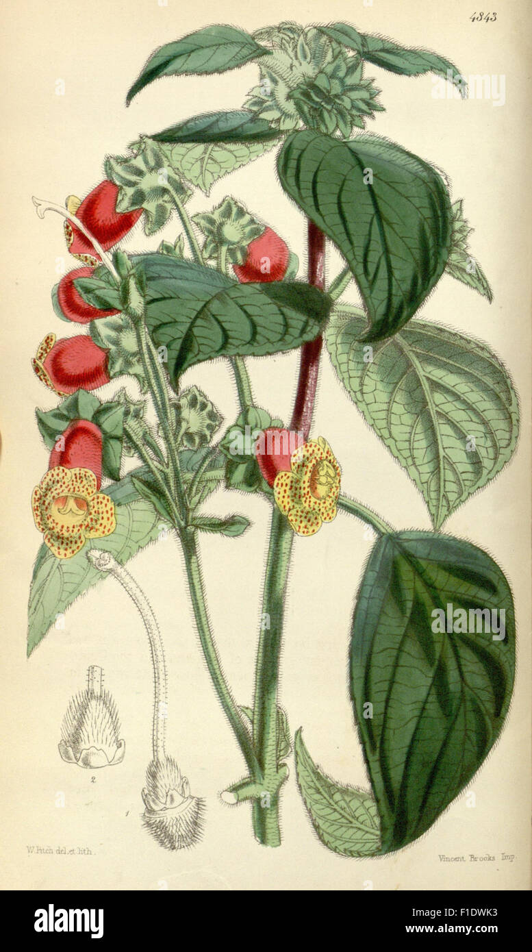 A key botanical resource, this periodical features detailed ...
