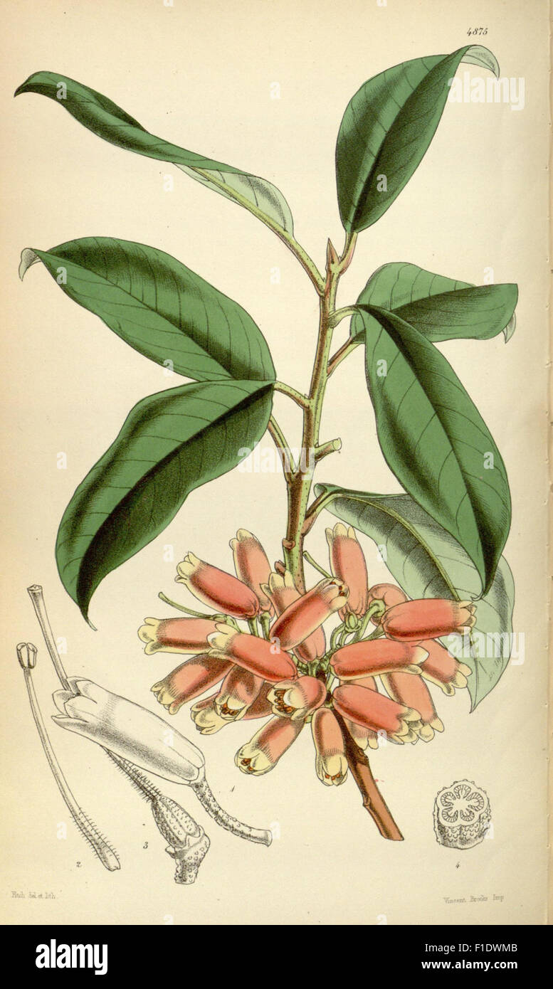 *Curtis's Botanical Magazine* features detailed botanical illustrations ...