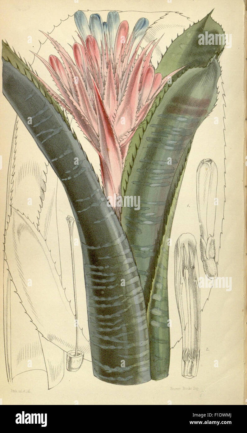 This periodical from the 19th century showcases a variety of plant ...