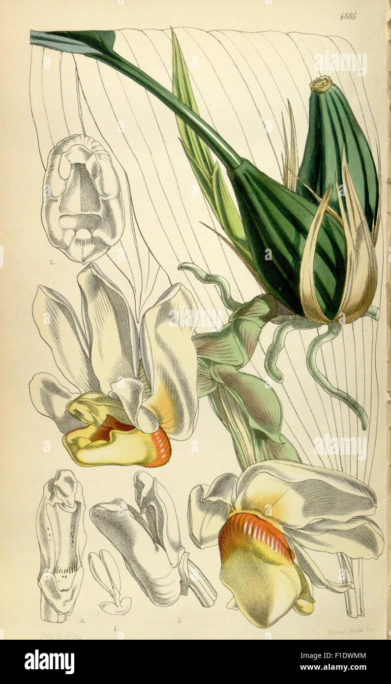 Curtis's Botanical Magazine is a renowned botanical periodical ...