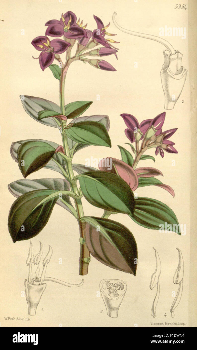 Curtis's Botanical Magazine, a key botanical reference, offers ...