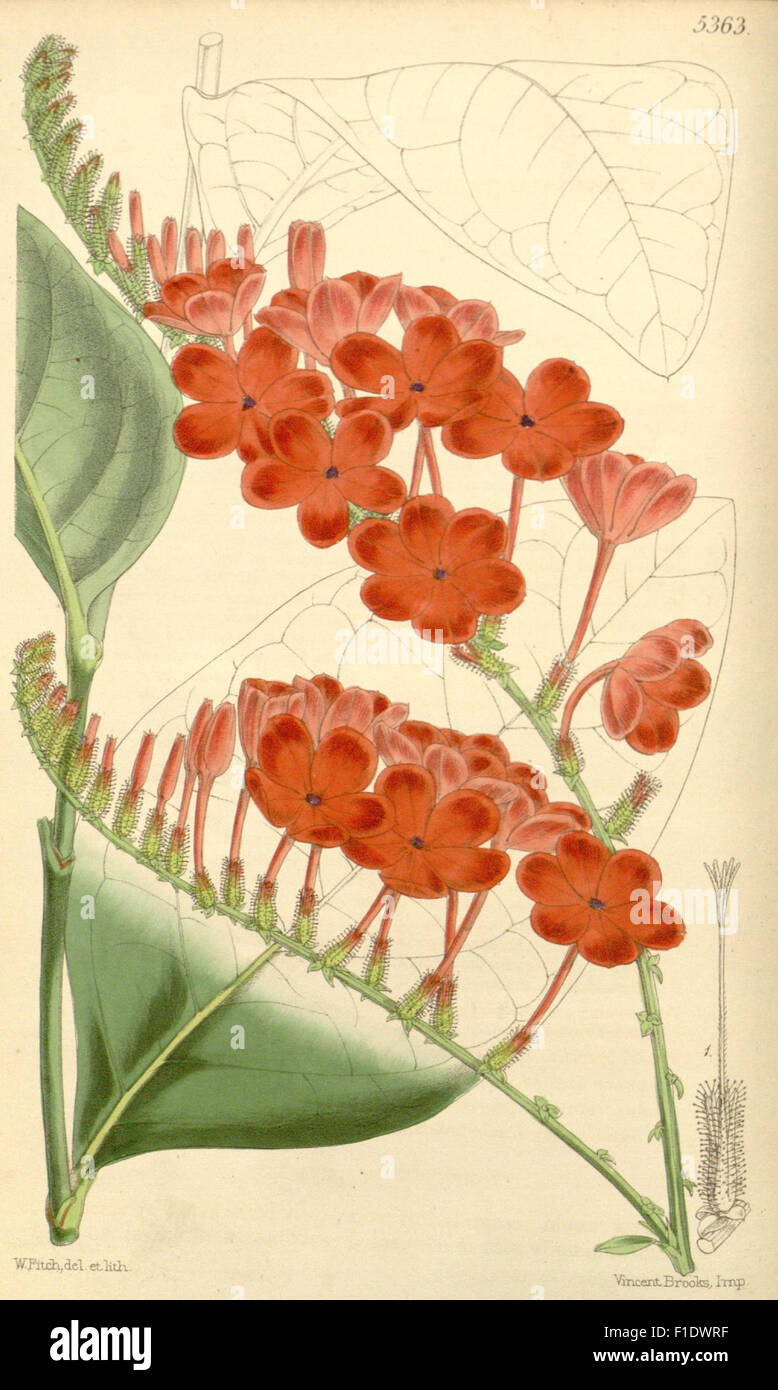This periodical features botanical illustrations and descriptions of ...