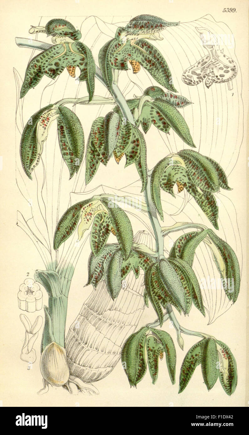 Curtis's Botanical Magazine features detailed illustrations of plants ...