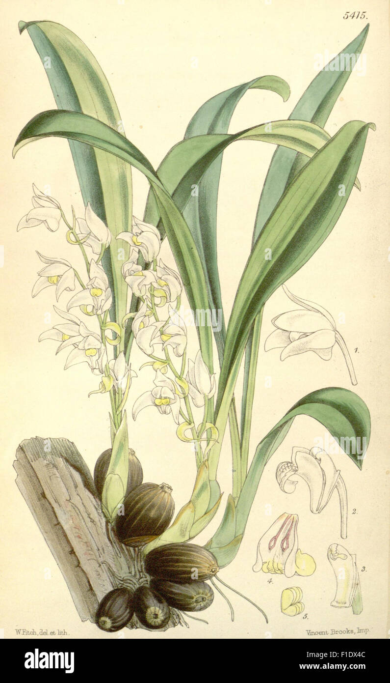 Curtis's Botanical Magazine features botanical illustrations showcasing ...
