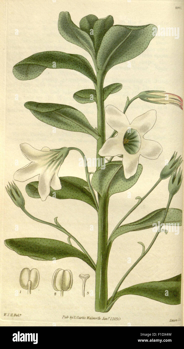 Curtis's Botanical Magazine, a key periodical in botany, presents ...