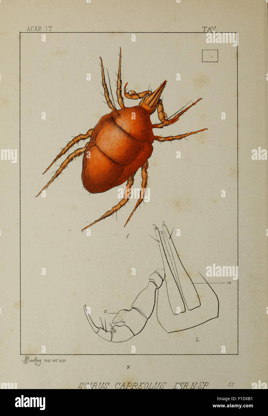This work, 'Acari, Myriopoda et Scorpiones', discusses the species of ...