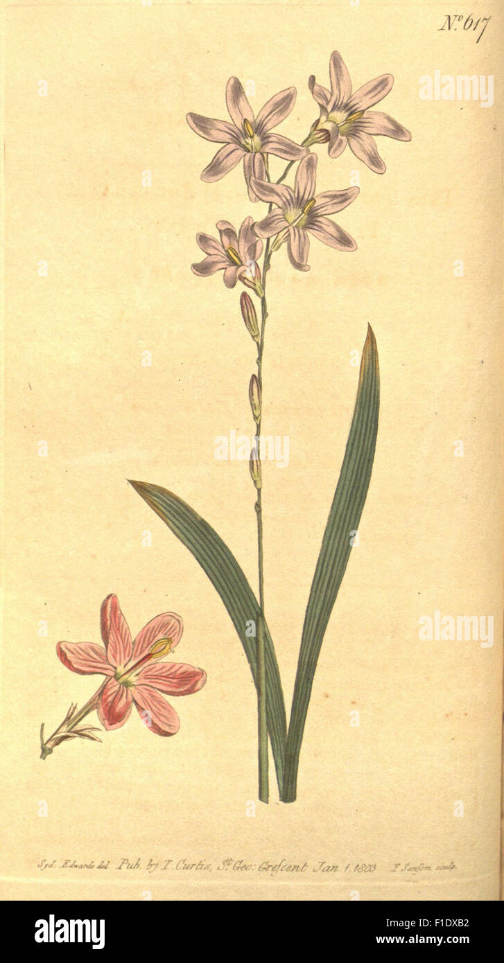 'Curtis's Botanical Magazine' is a key publication in botanical history ...