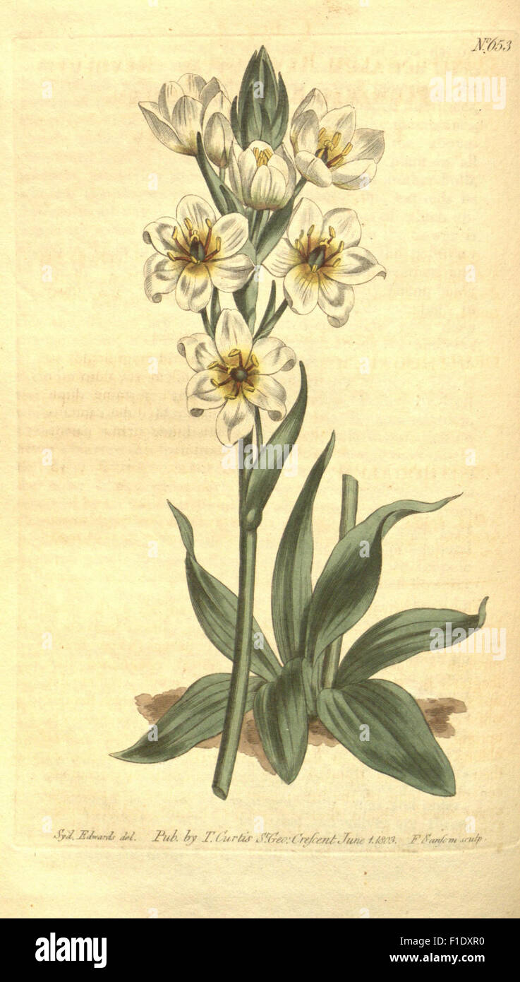 Curtis’s botanical magazine cover hi-res stock photography and images ...