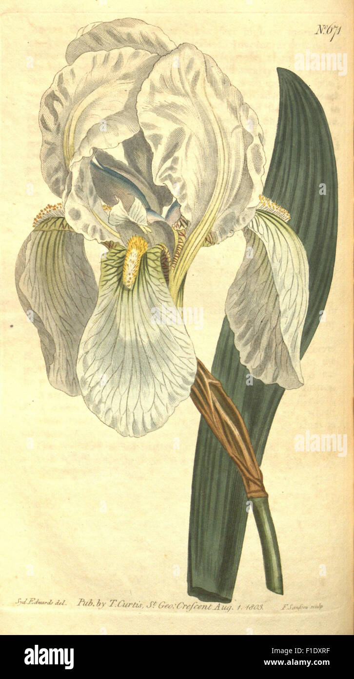 An illustrated botanical magazine featuring detailed depictions of ...