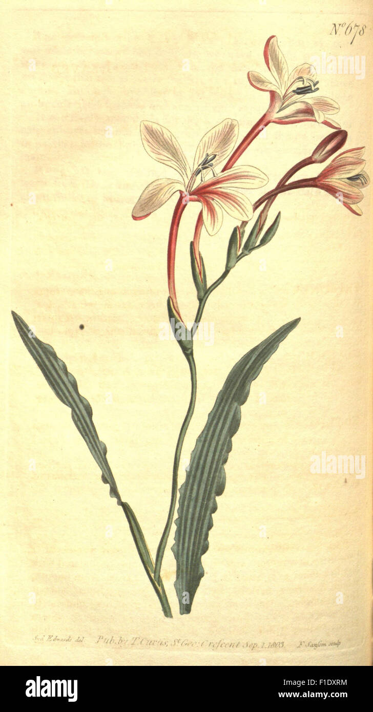 An illustration from 'Curtis's Botanical Magazine,' a well-known ...