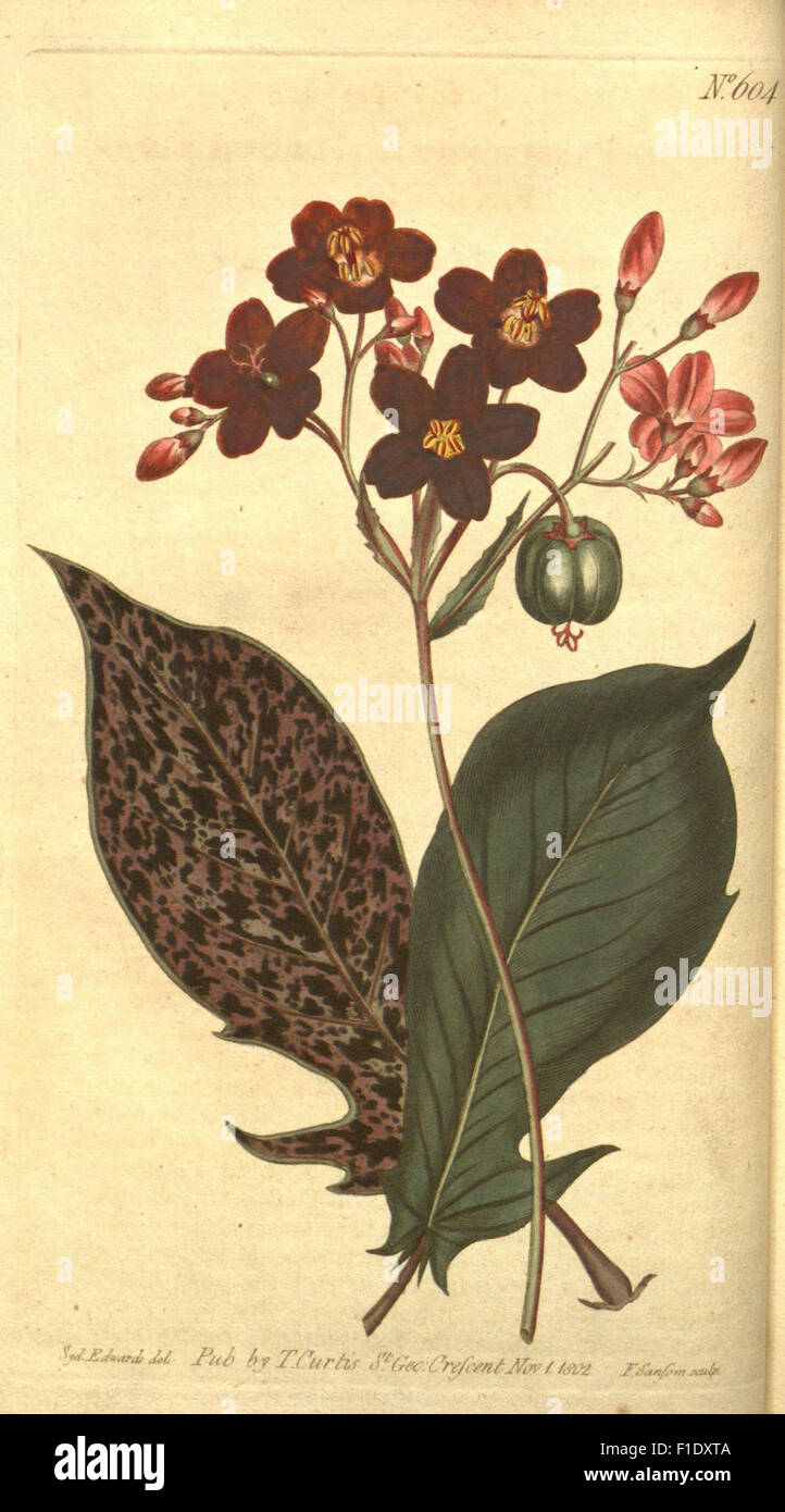 An illustration from *Curtis's Botanical Magazine*, a vintage botanical ...
