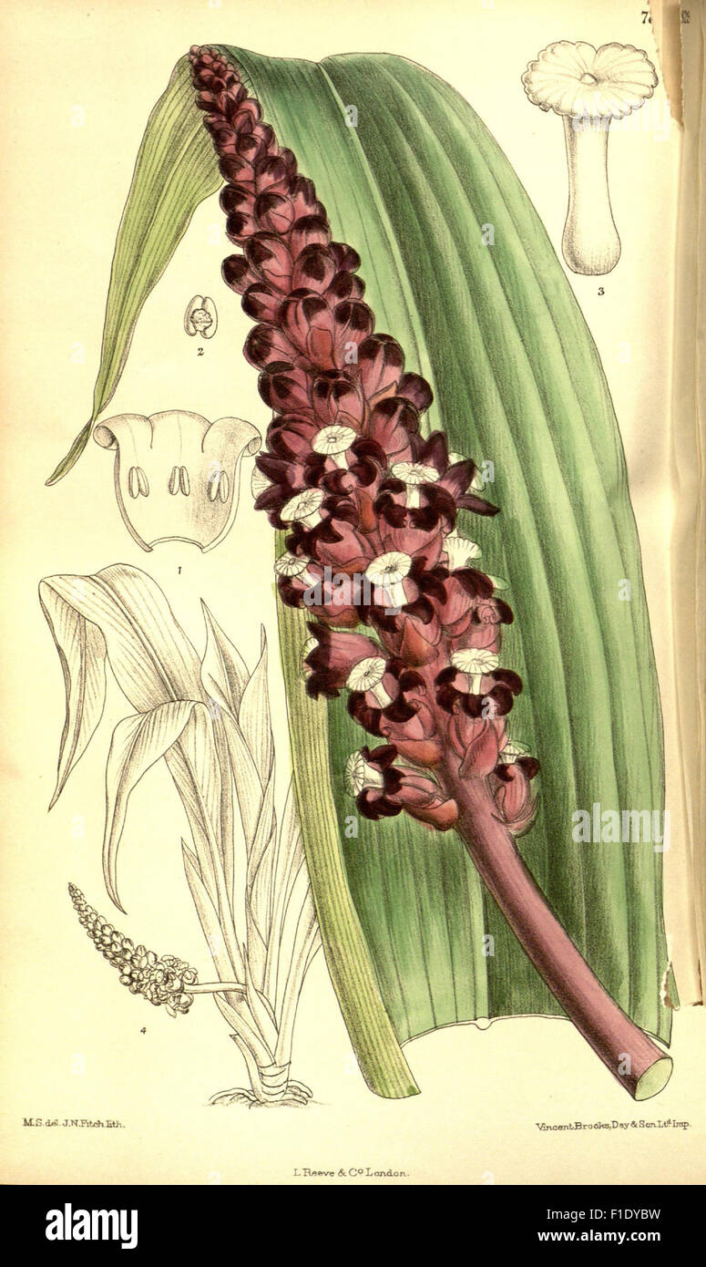 Curtis's Botanical Magazine, a vintage periodical publication, presents ...