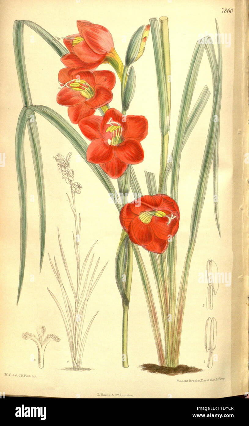 Curtis's Botanical Magazine presents a series of botanical ...