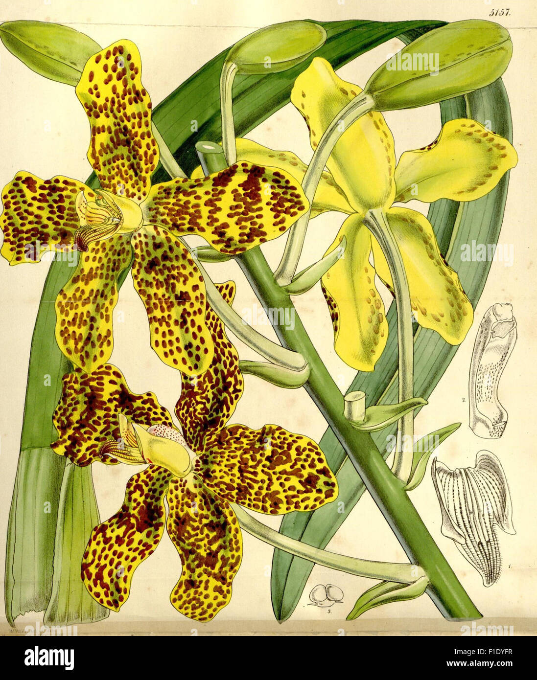 Curtis's Botanical Magazine, a renowned work in botany, contains ...