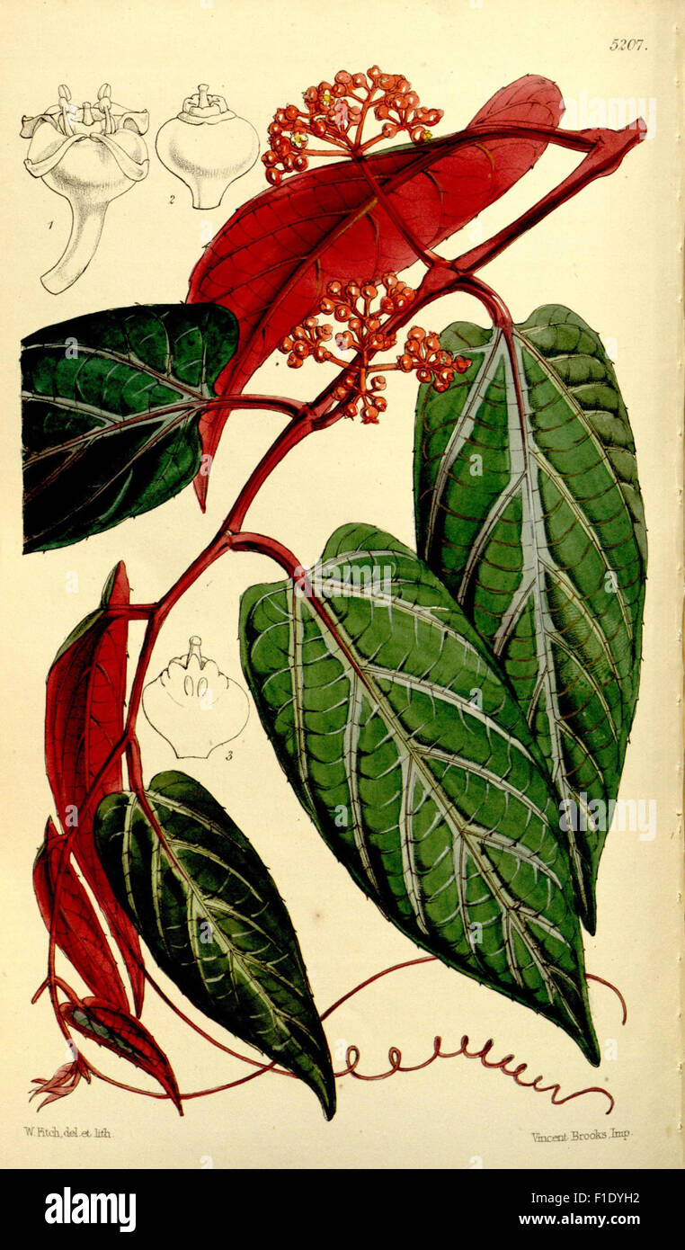 Curtis's Botanical Magazine, an early 19th-century periodical, features ...