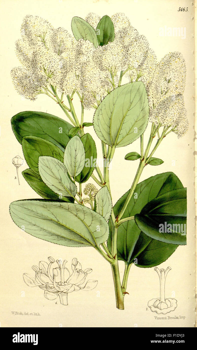 *Curtis's Botanical Magazine* is a prestigious botanical periodical ...