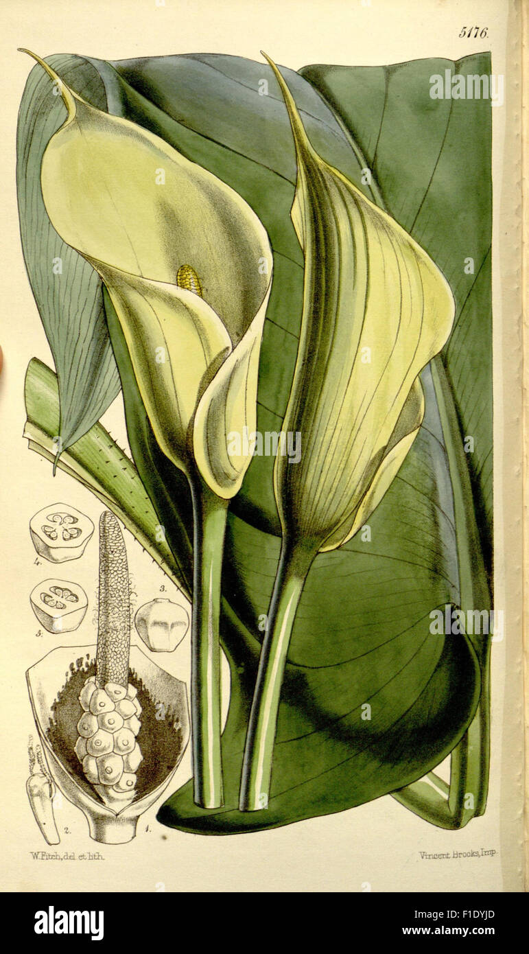 Curtis's Botanical Magazine, a historic periodical, showcases detailed ...