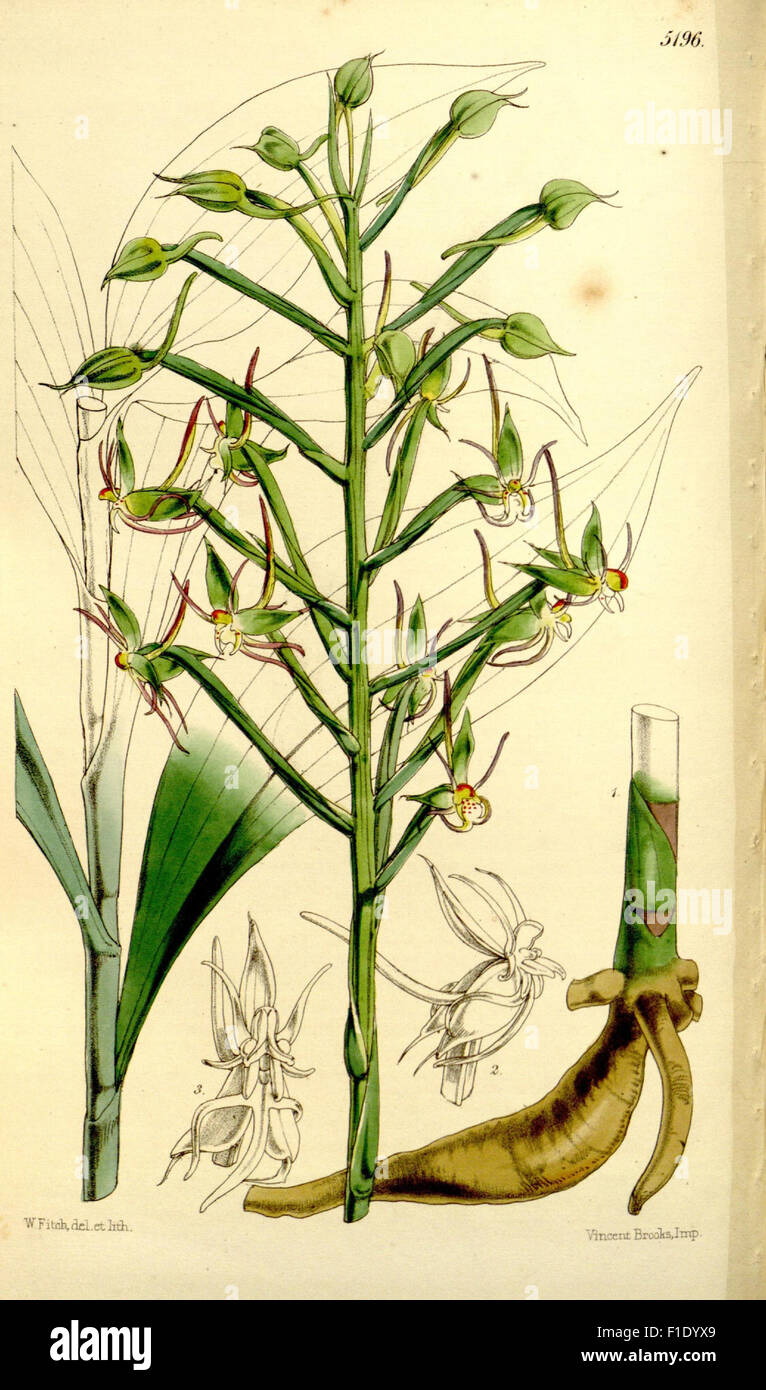 Curtis's Botanical Magazine, a pioneering botanical periodical, offers ...