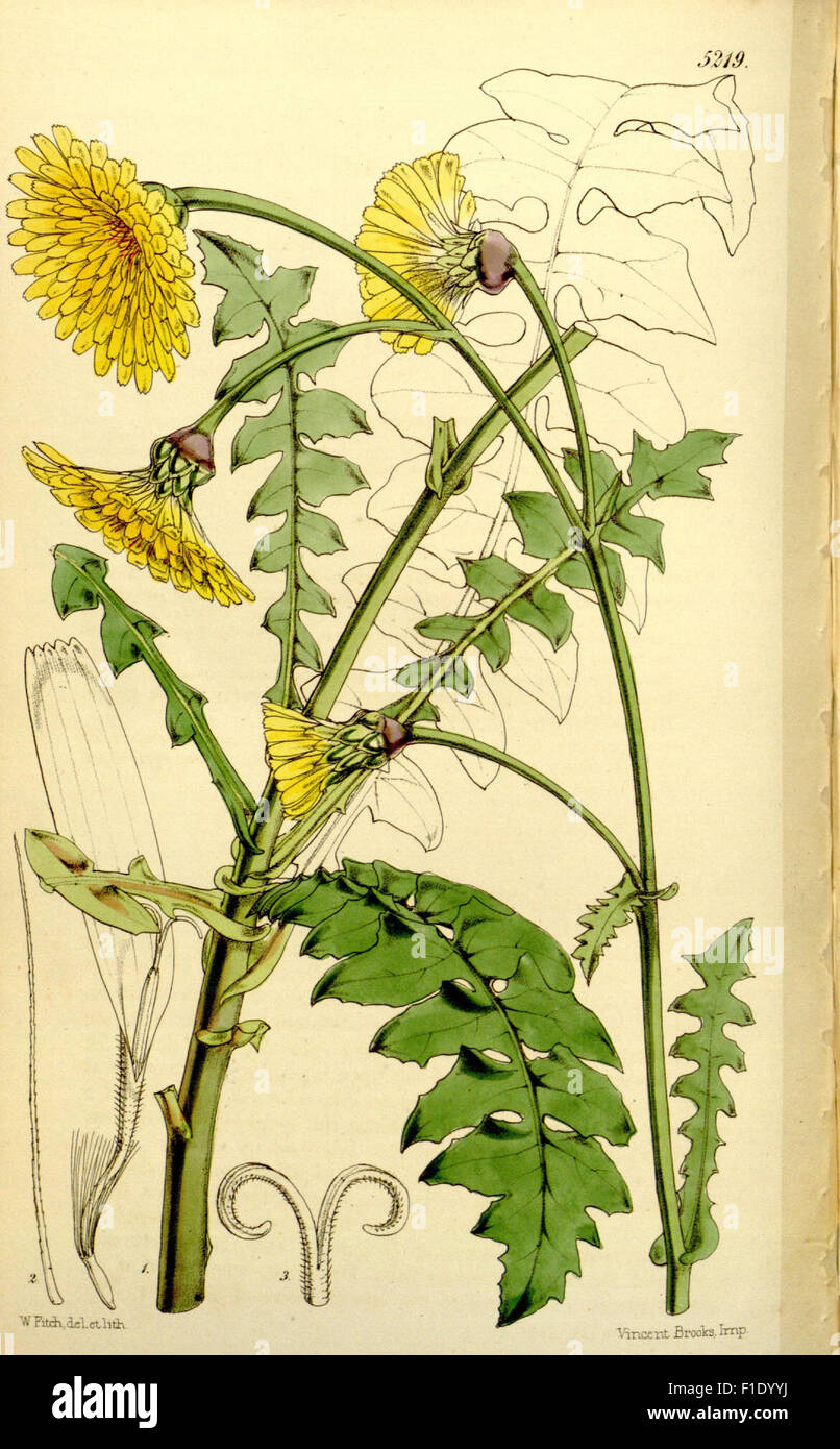 'Curtis's Botanical Magazine' features botanical illustrations and ...