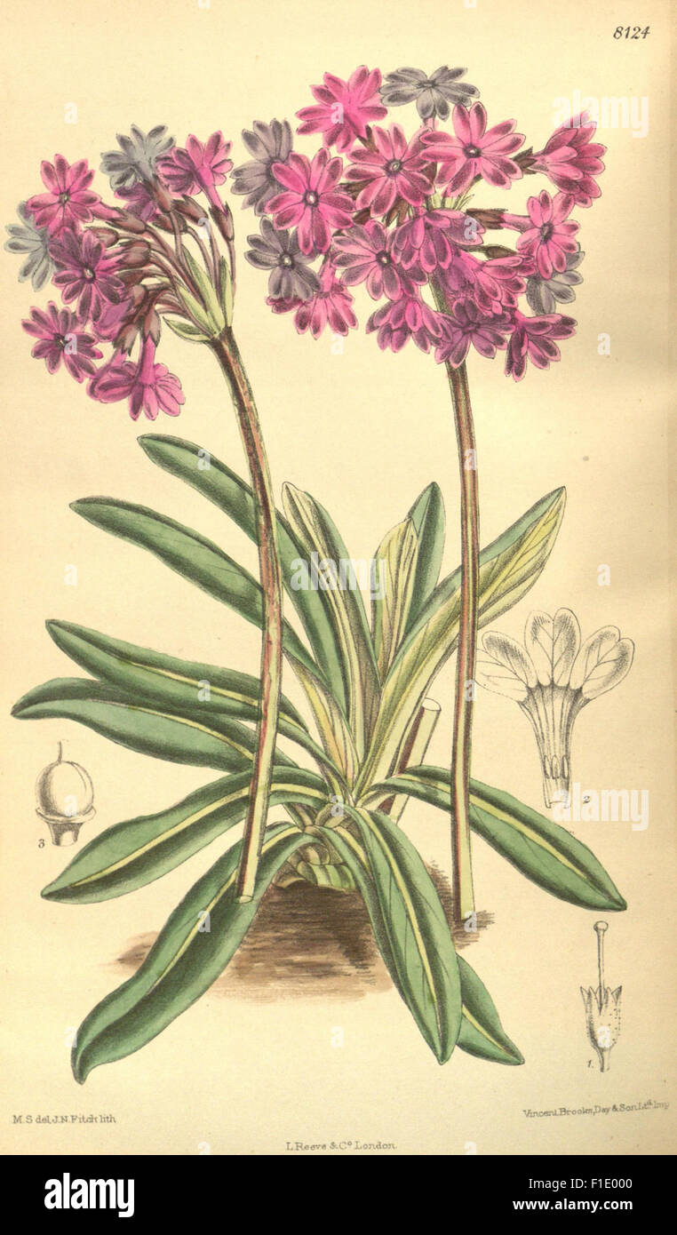 *Curtis’s Botanical Magazine* is a renowned botanical periodical that ...