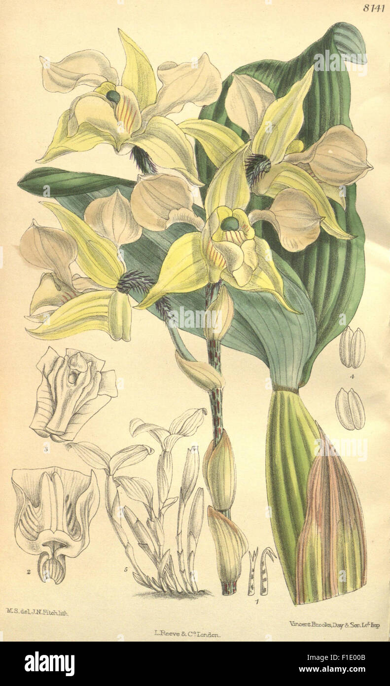 Curtis's botanical magazine Stock Photo - Alamy