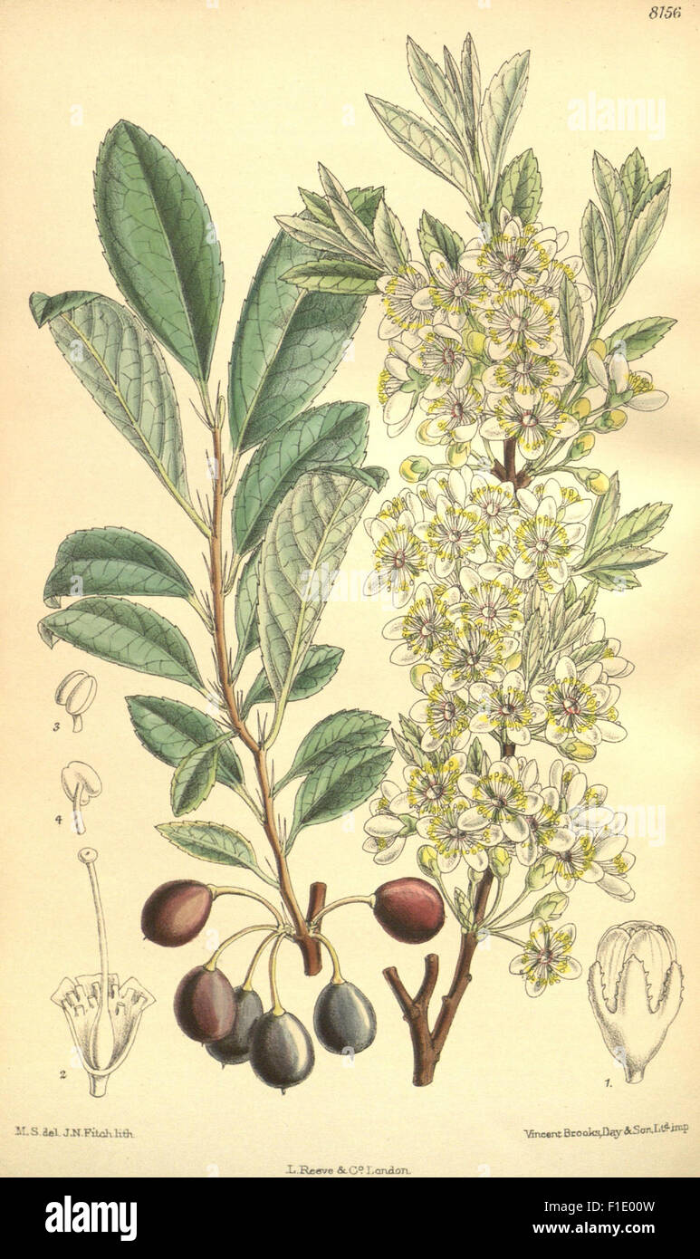 *Curtis's Botanical Magazine* is a well-known botanical periodical that ...