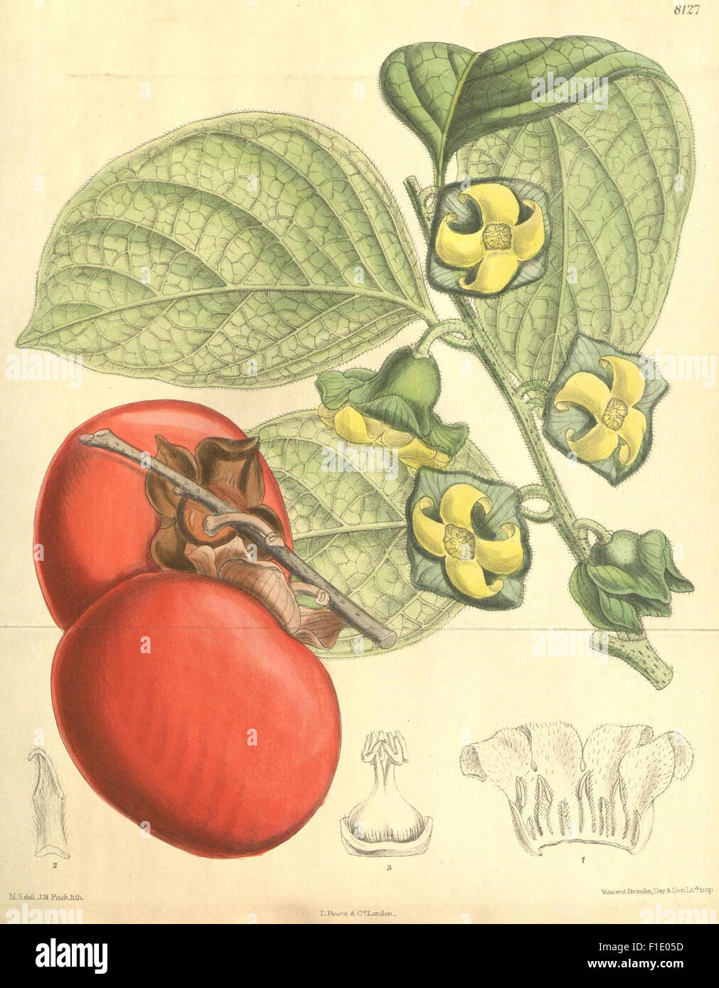 Curtis's Botanical Magazine is a renowned periodical documenting ...