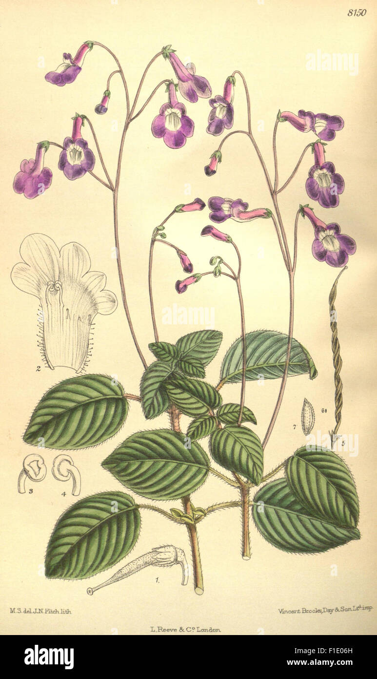 'Curtis's Botanical Magazine' is a periodical that features botanical ...