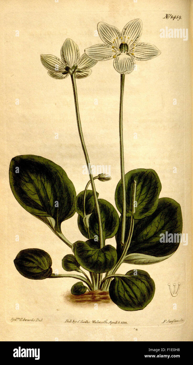 *Curtis's Botanical Magazine* (Plate 1459) is a botanical periodical ...