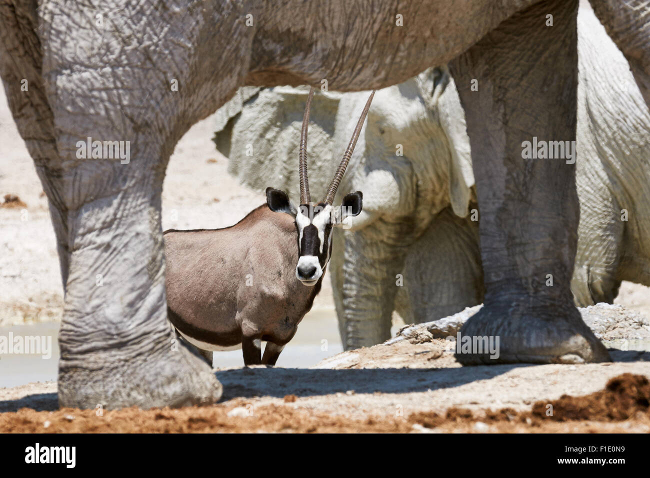 Drinking between legs hi-res stock photography and images - Alamy
