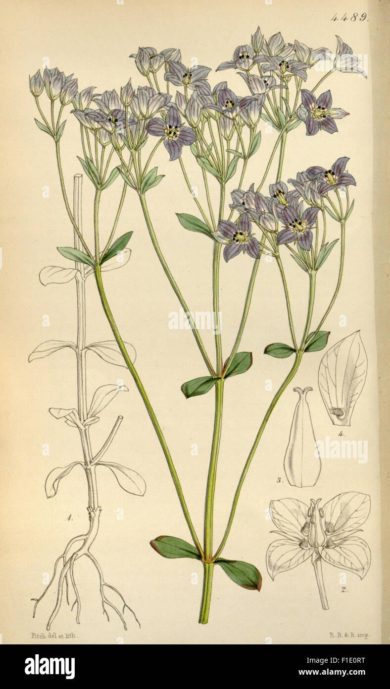 An illustration from 'Curtis's Botanical Magazine,' Tab. 4489, a ...
