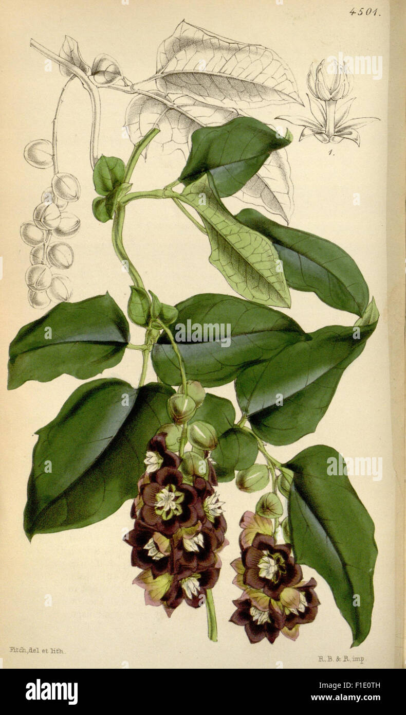 'Curtis's Botanical Magazine' (Tab. 4501) presents a detailed depiction ...
