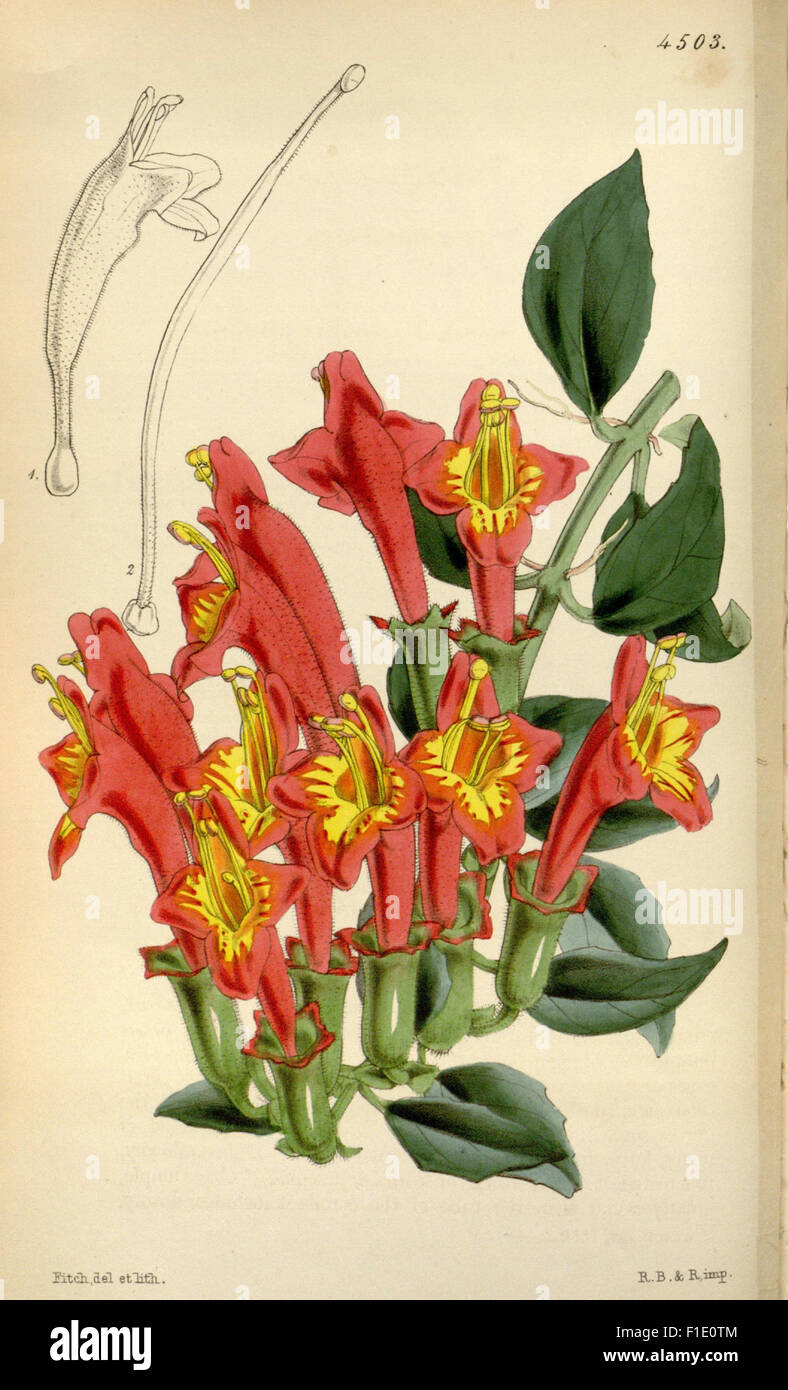 'Curtis's Botanical Magazine' (Tab. 4503) features a specific plant ...