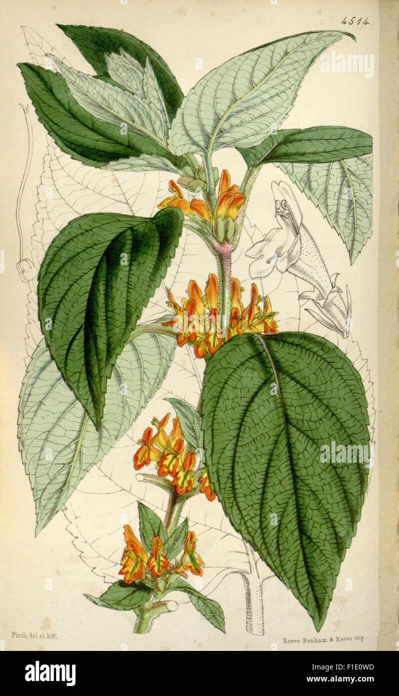 'Curtis's Botanical Magazine' (Tab. 4514) features detailed botanical ...