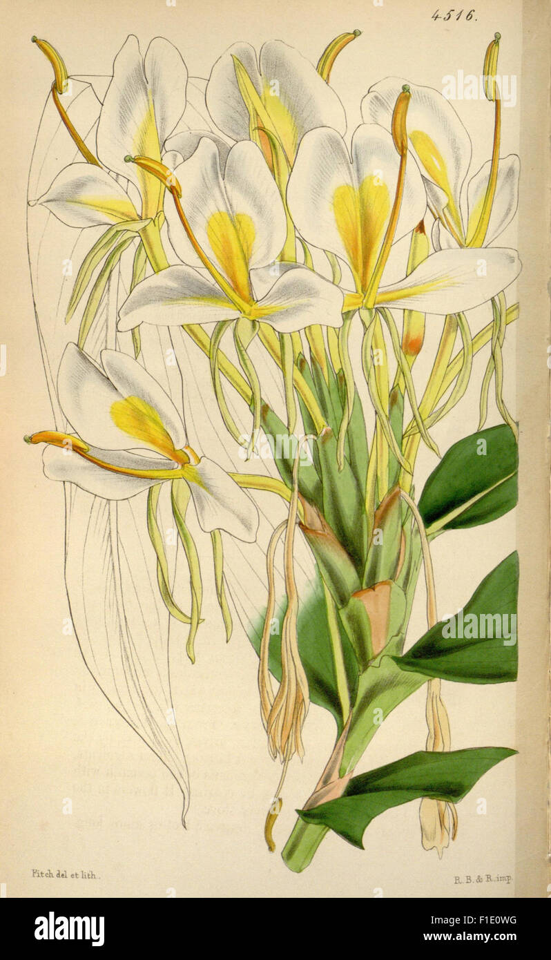 Curtis's Botanical Magazine (Tab. 4516) features botanical ...