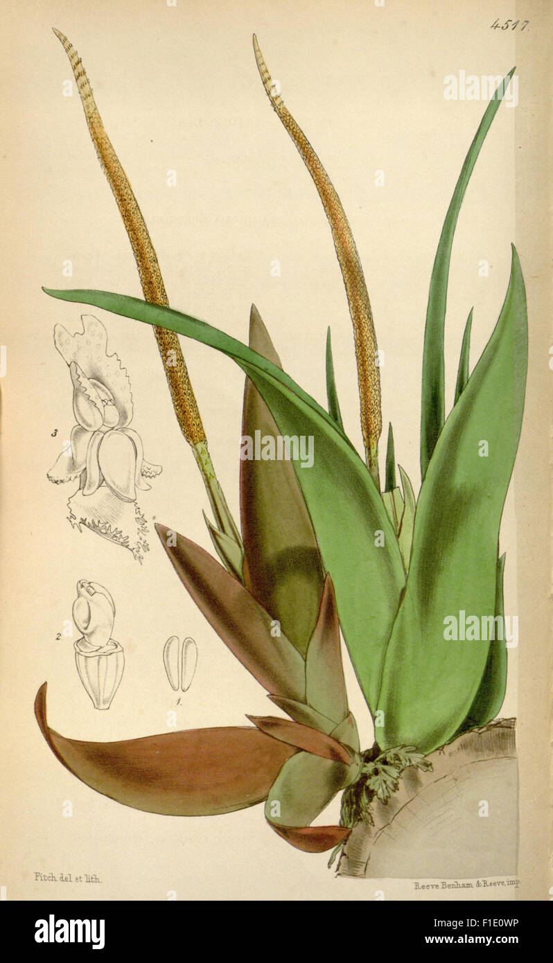 Curtis's Botanical Magazine (Tab. 4517) features a detailed botanical ...
