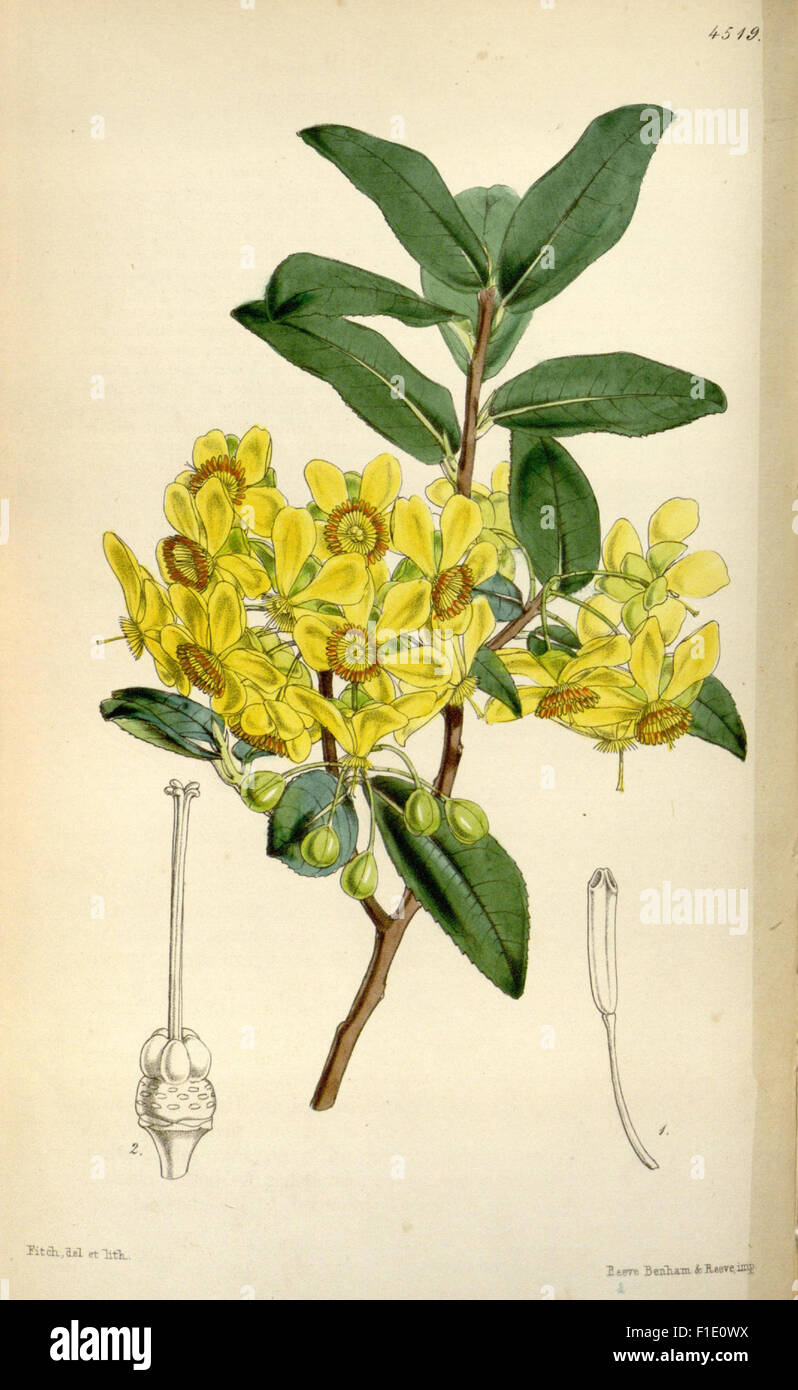 *Curtis's Botanical Magazine* (Tab. 4519) showcases detailed ...