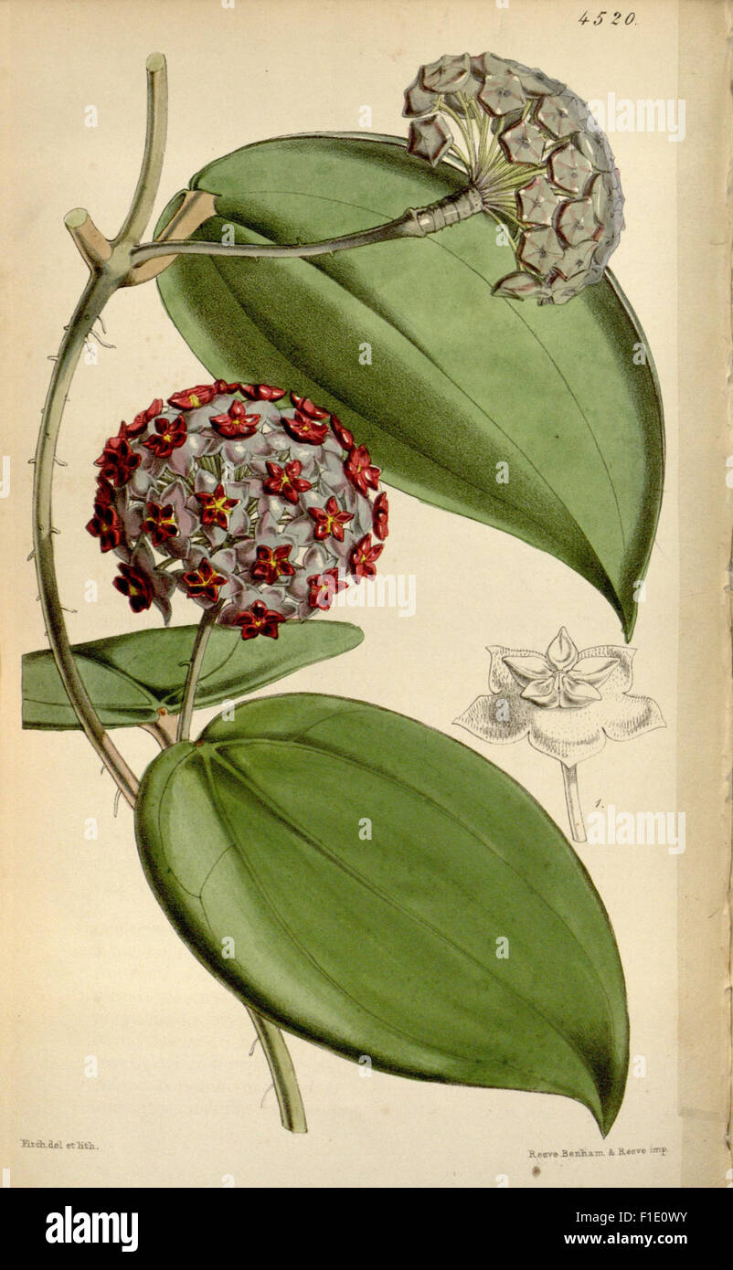 'Curtis's Botanical Magazine' (Tab. 4520) presents detailed ...