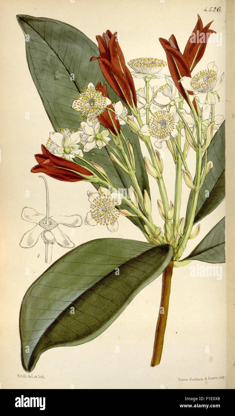 *Curtis's Botanical Magazine* (Tab. 4526) is a famous botanical ...