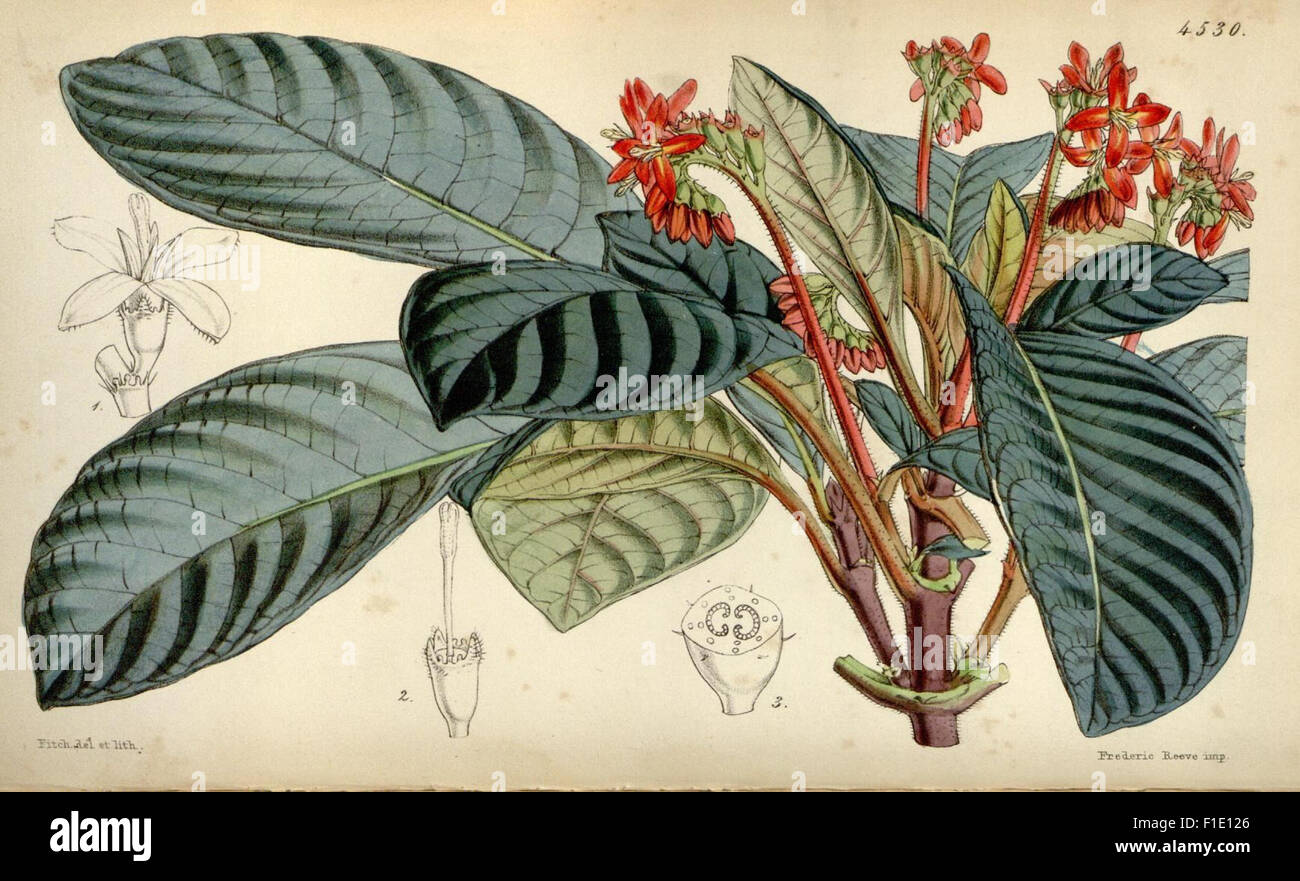 'Curtis’s Botanical Magazine' (Tab. 4530) features detailed botanical ...